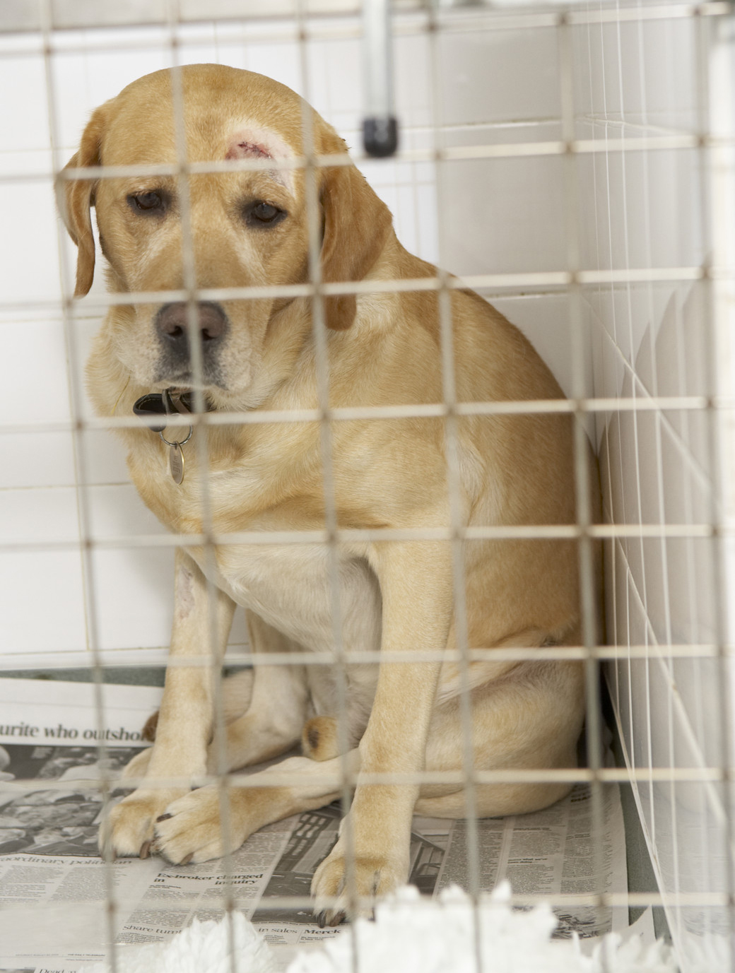 APHIS: The Good, the Bad and the Ugly | NAIA Official Blog