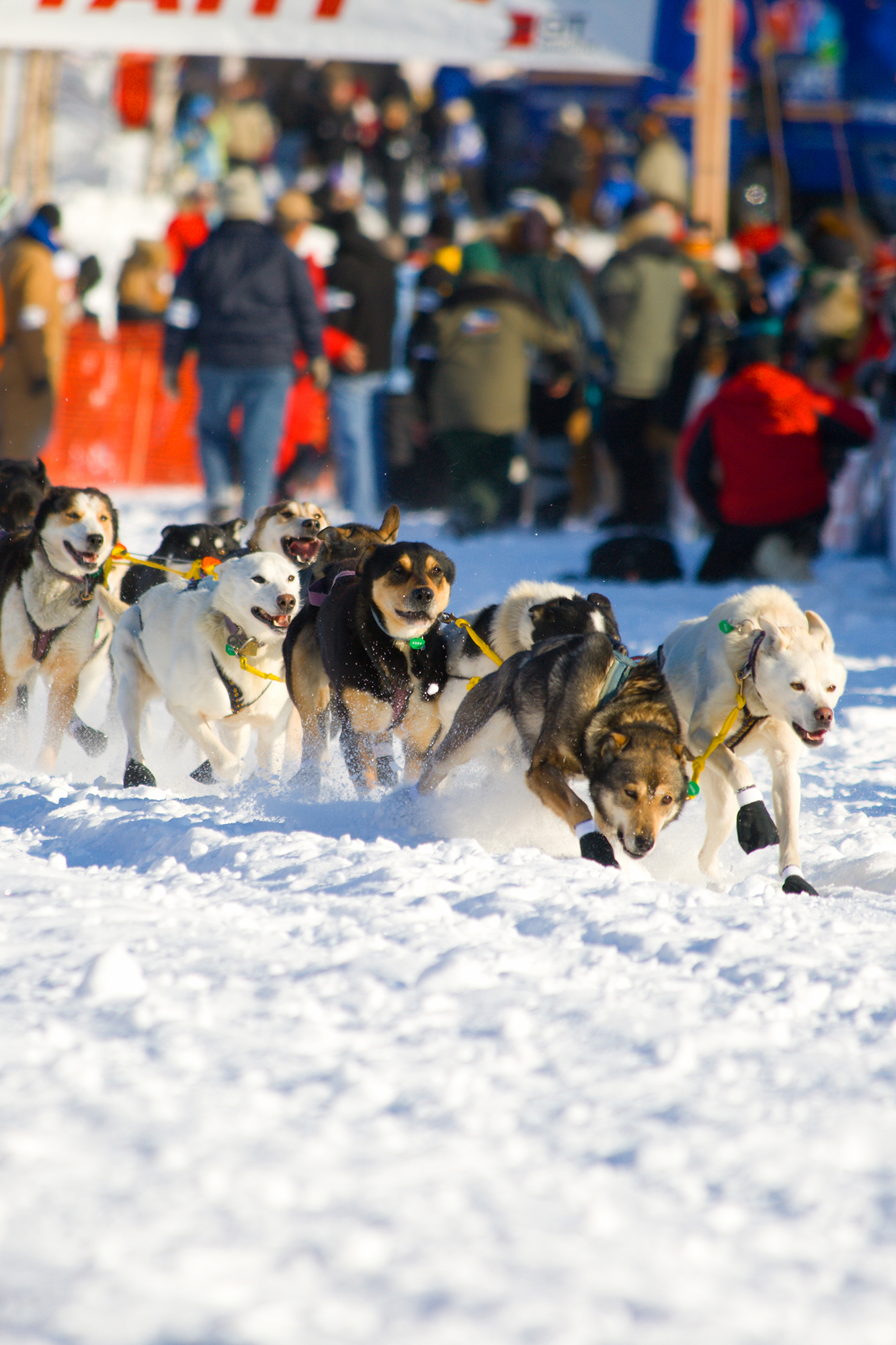 NAIA Applauds the Iditarod! | NAIA Official Blog